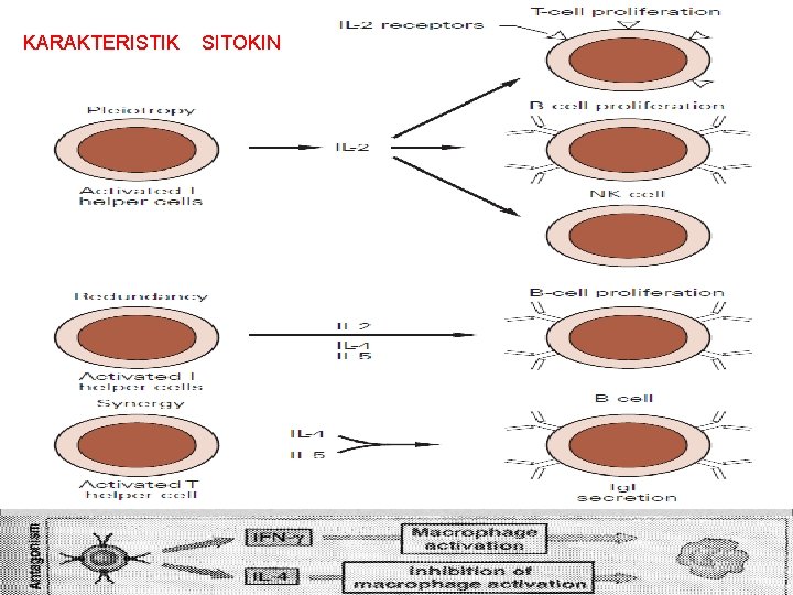 KOMPLEMEN DAN SITOKIN DAHLIATUL QOSIMAH IMUNOLOGI VETERINER FKH