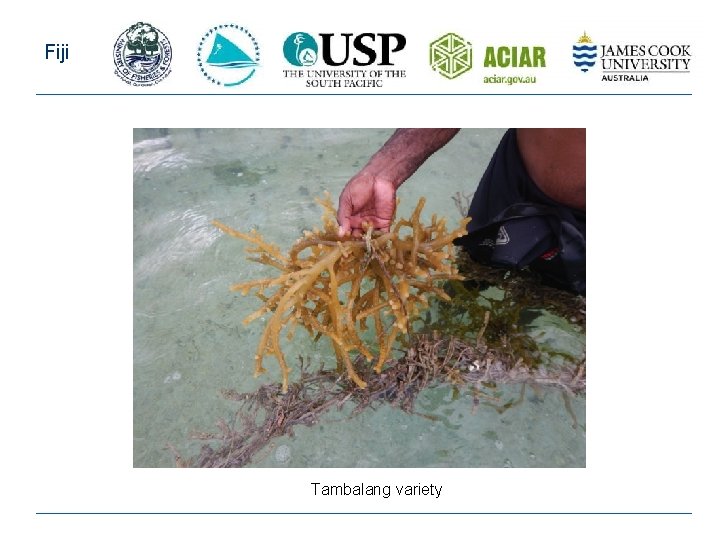 ACIAR Seaweed Projects in the Pacific Feasible Sustainable