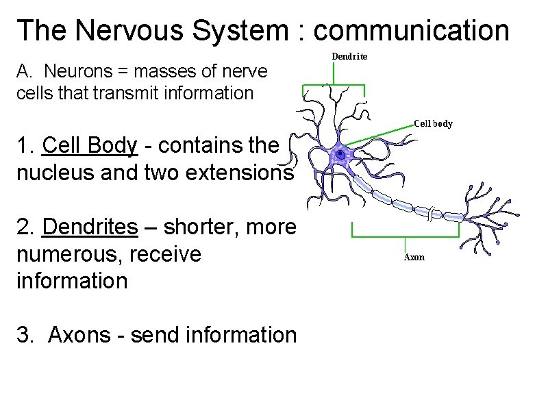 NERVOUS TISSUE The Nervous System communication A Neurons