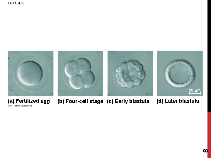 ANIMAL DEVELOPMENT 1 CH 47 FERTILIZATION THROUGH ORGANOGENESIS