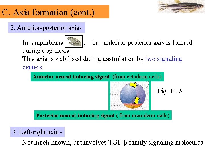Chapter 11 Fish and mammals Zebrafish are becoming
