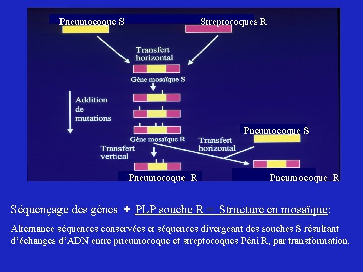 lactamines et Pneumocoques S pneumoniae de sensibilit diminue