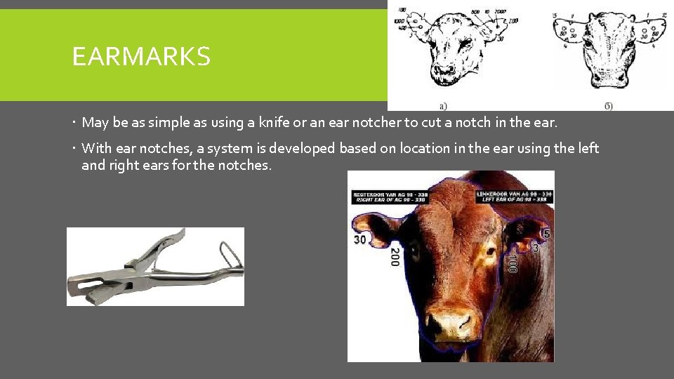 ANIMAL IDENTIFICATION Dana Mills Proper ID is important