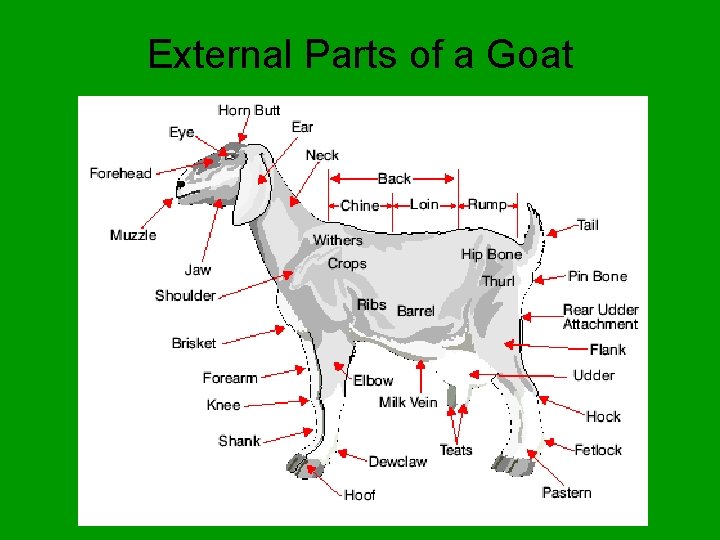 Exploring the Sheep Goat Industry Lesson Interest Approach