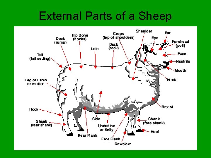 Exploring the Sheep Goat Industry Lesson Interest Approach