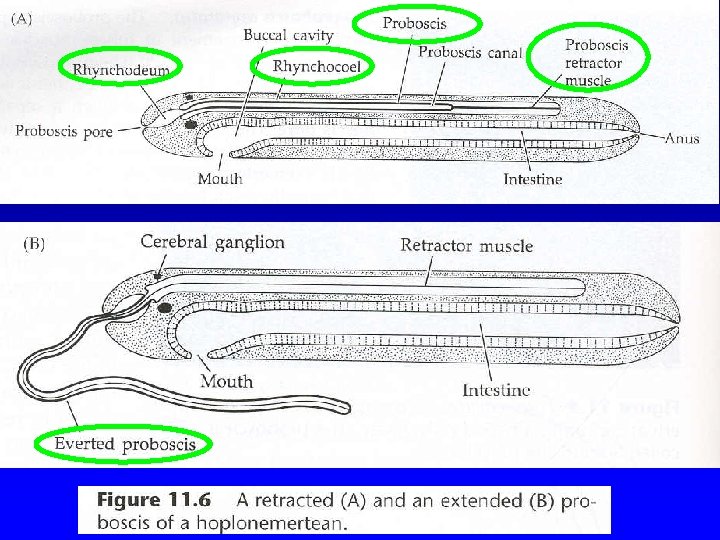 P Nemertea Ribbon Worms Nonparasitic life cycle Mostly