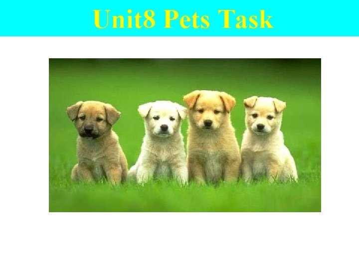 Unit 8 Pets Task I have long ears