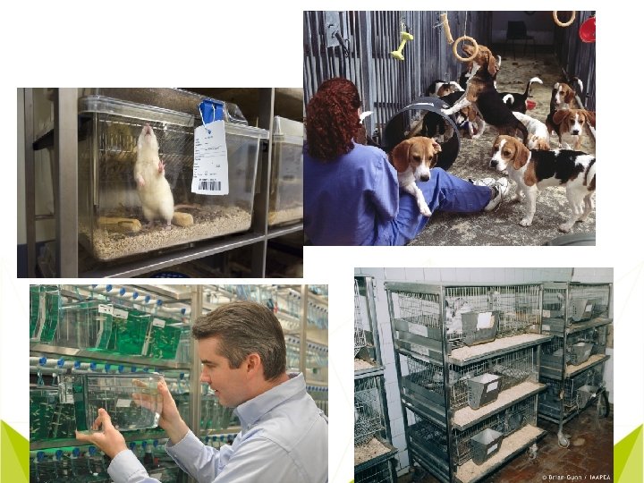 Keuzedeel verdieping diergedrag Proefdieren Inhoud les Wat weten