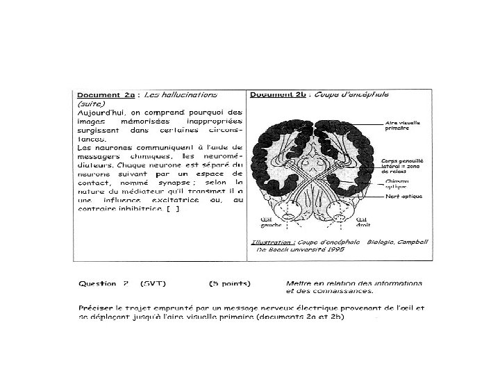 Chapitre 2 Cerveau et vision aires crbrales et