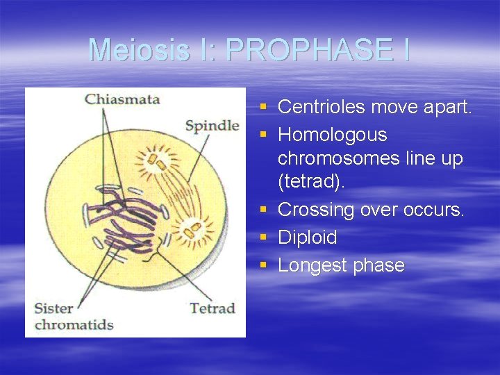 Meiosis Biology Content Standard 2 a 2 b