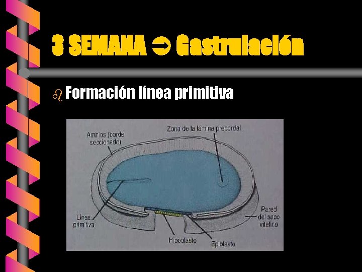 EMBRIOLOGIA CELULAR Y GENETICA MORFOGENESIS Secuencia de eventos