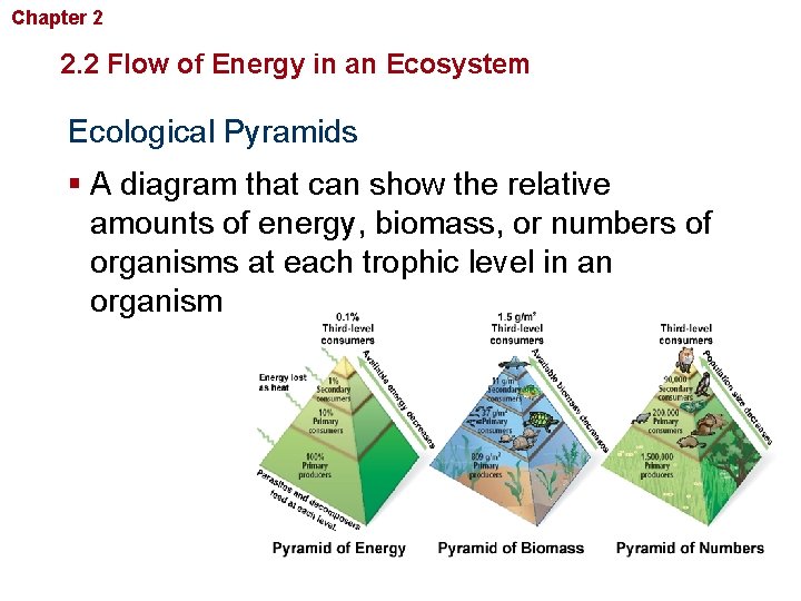 Chapter 2 2 Flow of Energy in an