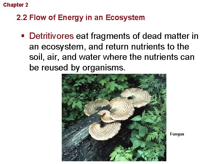 Chapter 2 2 Flow of Energy in an