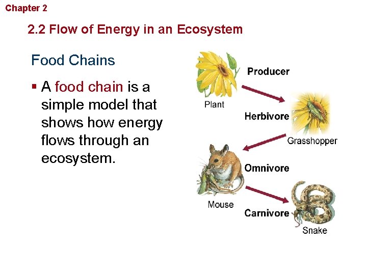 Chapter 2 2 Flow of Energy in an