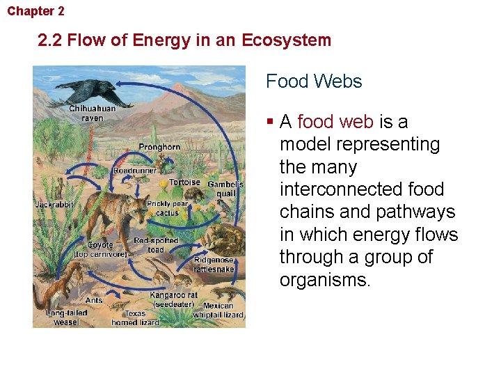 Chapter 2 2 Flow of Energy in an