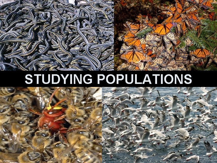 STUDYING POPULATIONS DETERMINING POPULATION SIZE Some methods of