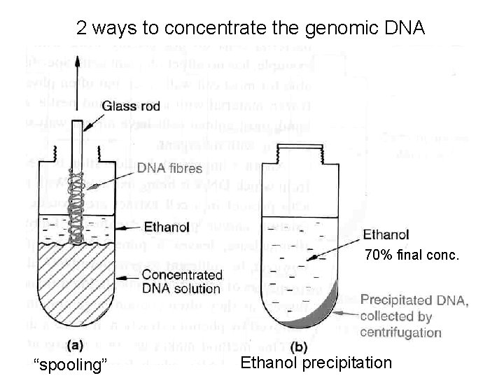 DNA and RNA isolation and purification course readings