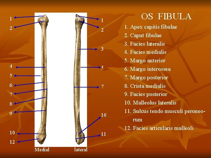 ANATOMI EXTREMITAS INFERIOR Tim Anatomi FIK Universitas Negeri