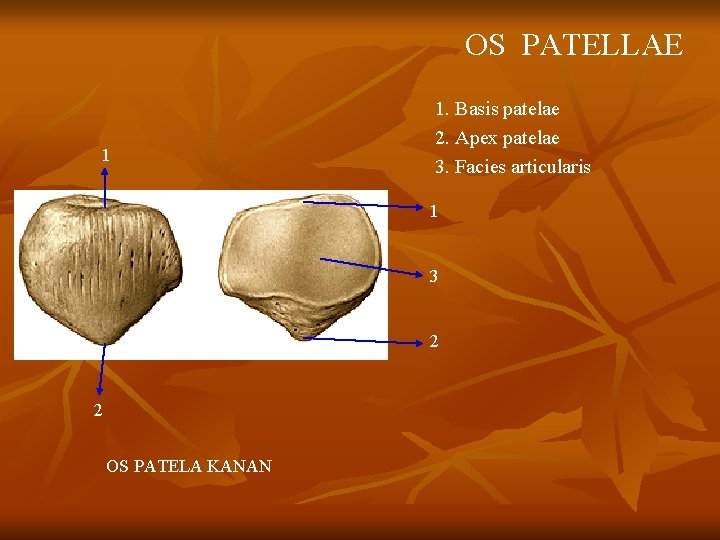 ANATOMI EXTREMITAS INFERIOR Tim Anatomi FIK Universitas Negeri
