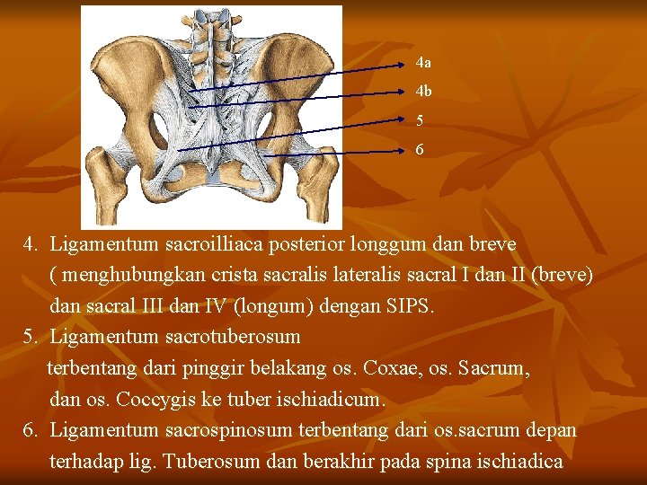 ANATOMI EXTREMITAS INFERIOR Tim Anatomi FIK Universitas Negeri