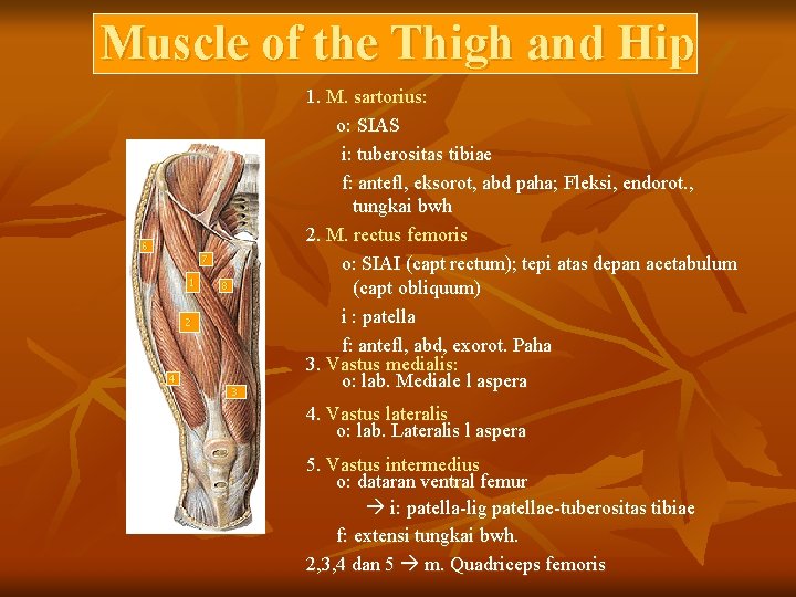 ANATOMI EXTREMITAS INFERIOR Tim Anatomi FIK Universitas Negeri