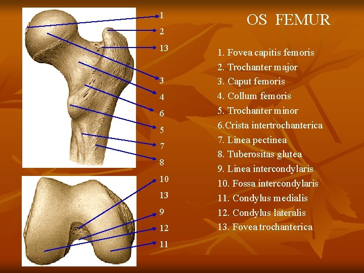 ANATOMI EXTREMITAS INFERIOR Tim Anatomi FIK Universitas Negeri