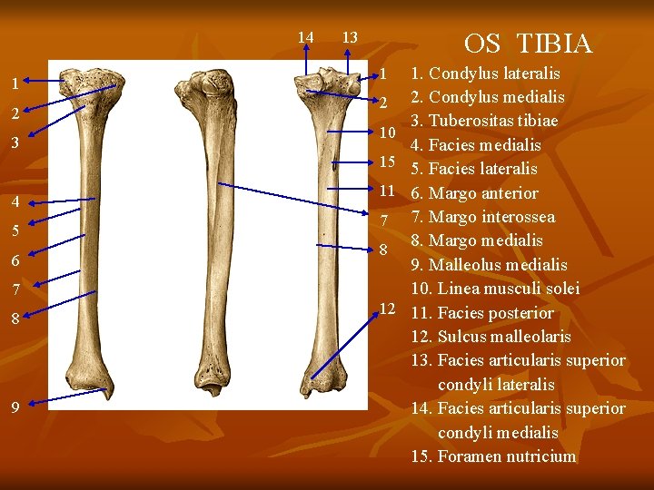 ANATOMI EXTREMITAS INFERIOR Tim Anatomi FIK Universitas Negeri