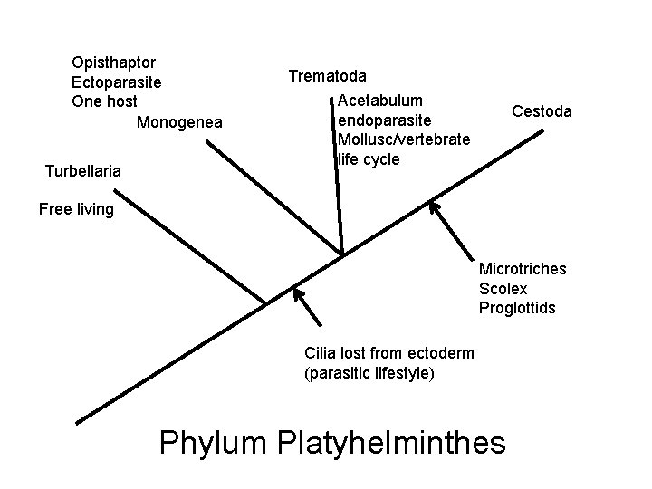 Platyhelminthes The Flatworms Pechenik 34 000 spp Brusca