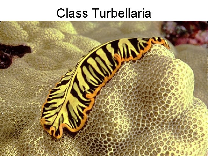 Platyhelminthes The Flatworms Pechenik 34 000 spp Brusca