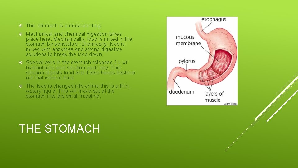CHAPTER 18 2 B The Digestive System There