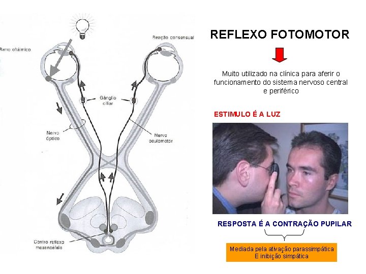 REFLEXOS que operam utilizando o Sistema Nervoso autnomo