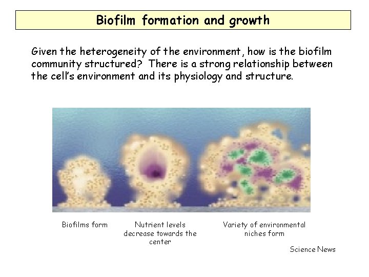 Bacterial Biofilms as a Complex Community Tracy K