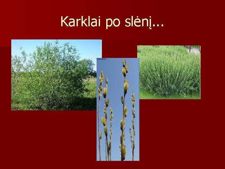 Tema Anyki ilelio vaizd analiz Skaitydami itrauk nuo