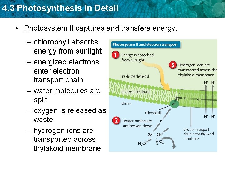 4 3 Photosynthesis in Detail KEY CONCEPT Photosynthesis
