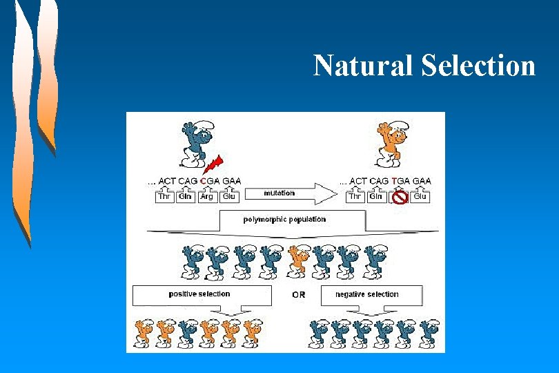 Evolutionary Mechanisms Underlying the Functional Divergence of Vertebrates