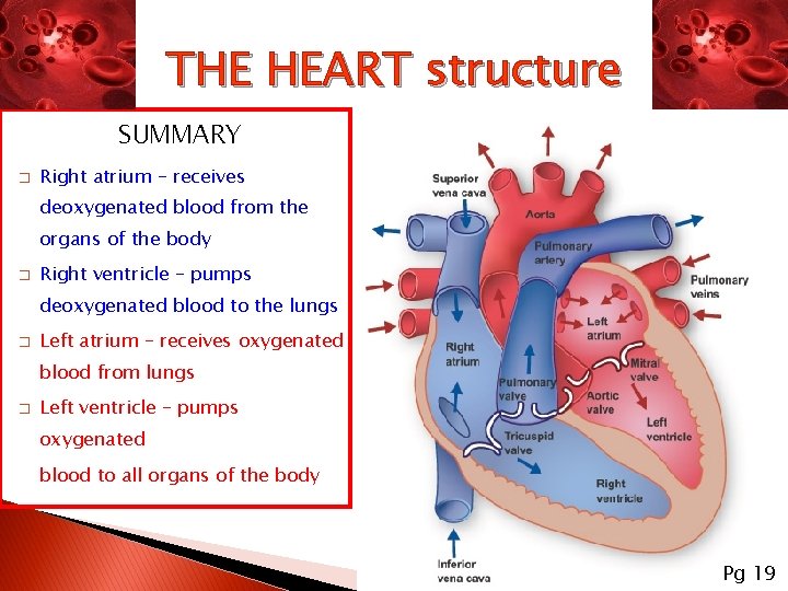 Heart Rate 5032012 SHMD 139 THE HEART structure