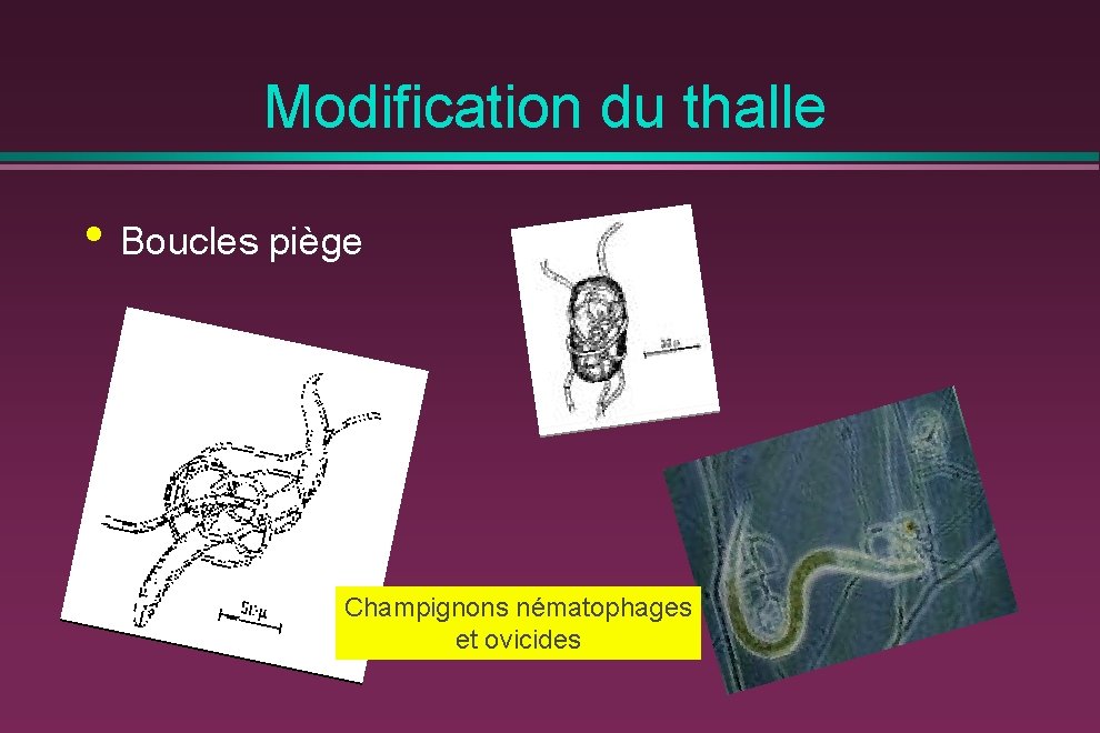 Travaux pratiques de biologie cellulaire en mycologie Monique
