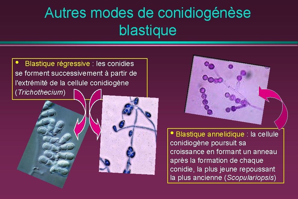 Travaux pratiques de biologie cellulaire en mycologie Monique
