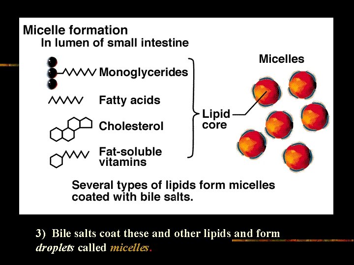 METABOLISME ENERGI DAN ZAT GIZI MAKRO PERTEMUAN 6