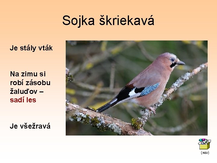 Lesn vtky RNDr Iveta Slovinsk 2008 Poznvacie znaky