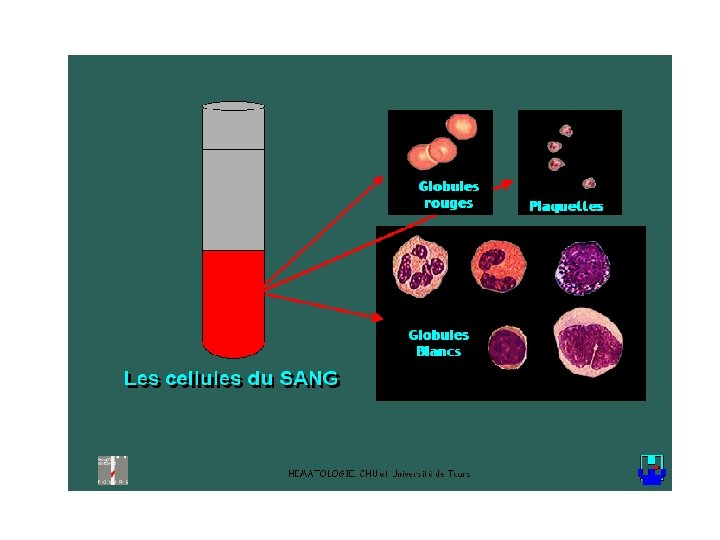 Composition du sang M Fontrouge W Berkani cours