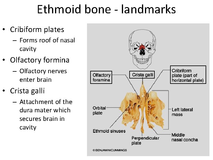Bones and cavities of the facial cranium TMJ