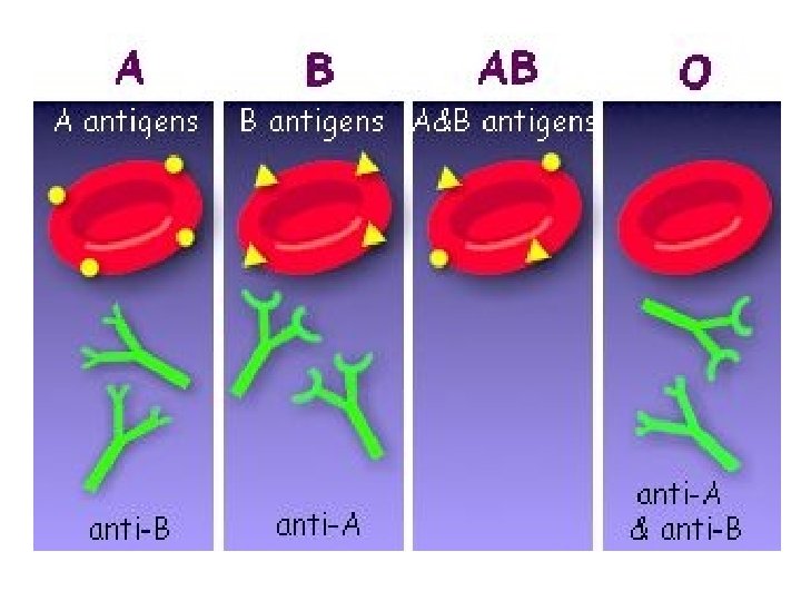 Human Blood Groups Multiple Alleles AND Co Dominance