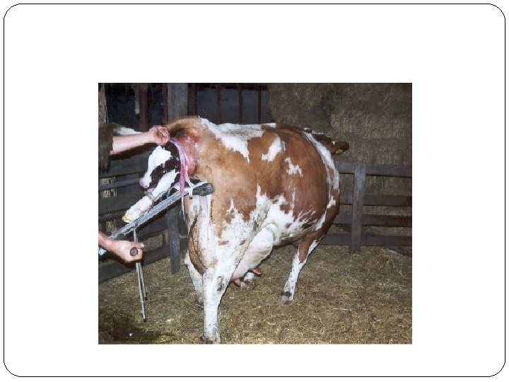Dierlijke productie Leereenheid 3 Geboorte Fases Voorbereiding Ontsluiting