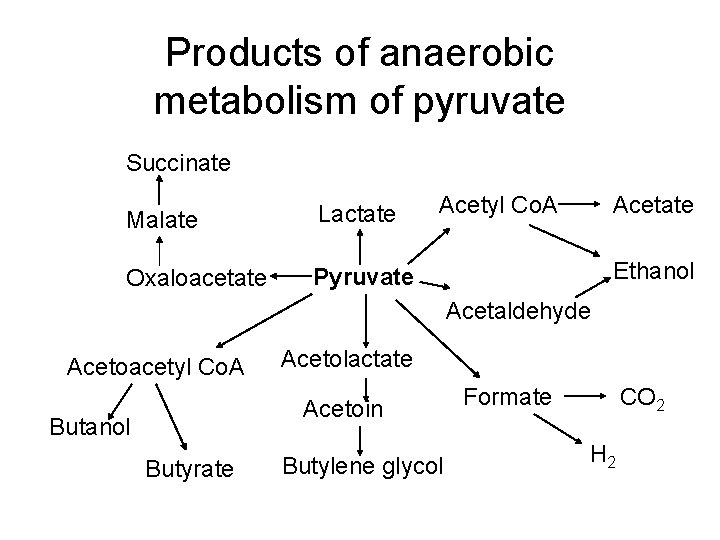 Engineering of Biological Processes Lecture 1 Metabolic pathways
