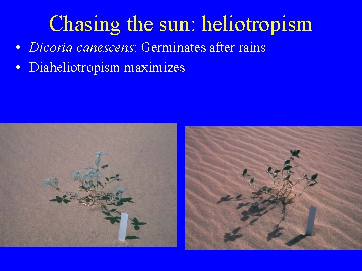 Ch 2 Light and Photosynthesis Ps Sunflecks Bad