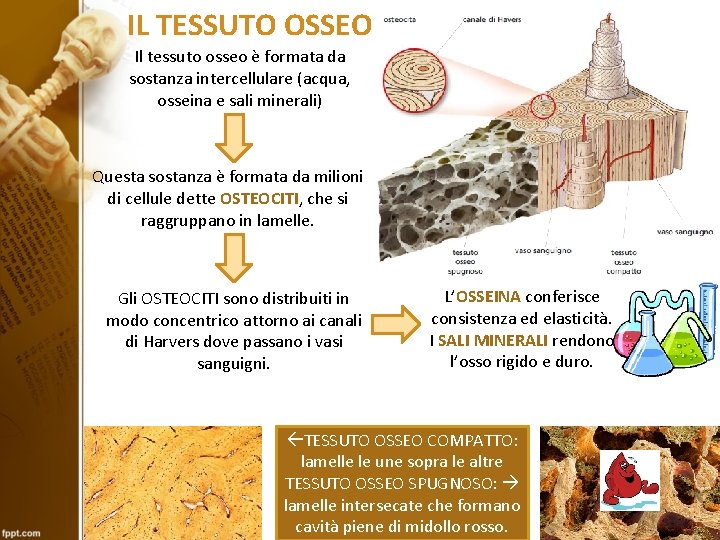 LAPPARATO LOCOMOTORE SISTEMA SCHELETRICO SISTEMA MUSCOLARE IL SISTEMA
