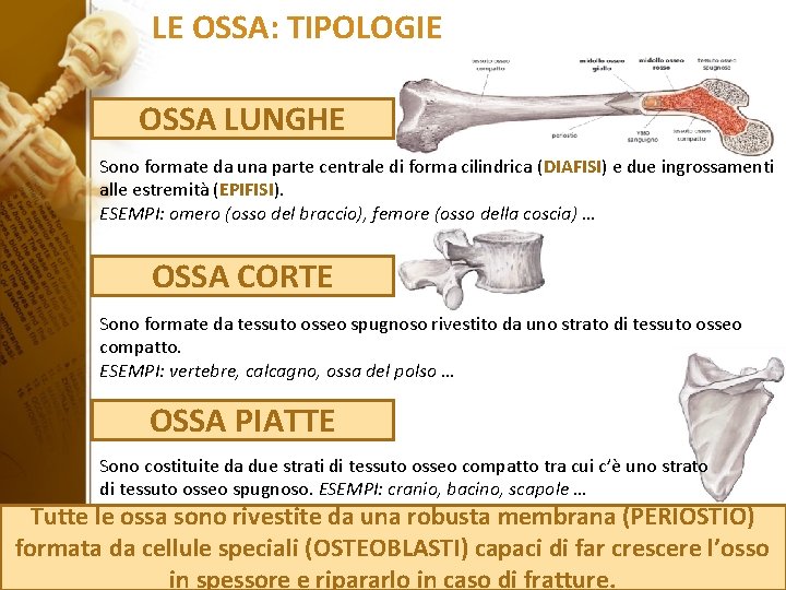 LAPPARATO LOCOMOTORE SISTEMA SCHELETRICO SISTEMA MUSCOLARE IL SISTEMA