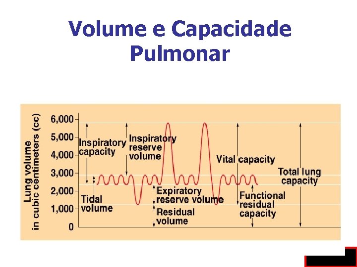 Respirao durante o exerccio n Sistema respiratrio n