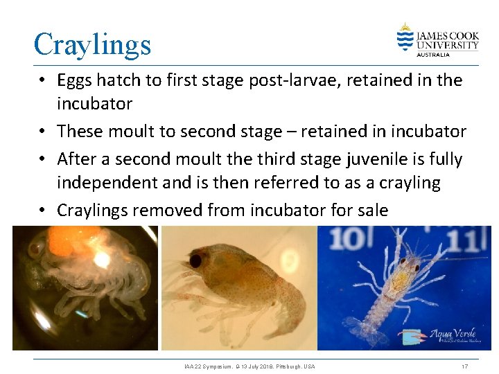 Redclaw Crayfish Hatchery Development of mass production hatchery
